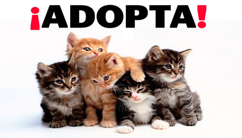 10 Páginas Web para Adoptar Mascotas 】Lista 2026