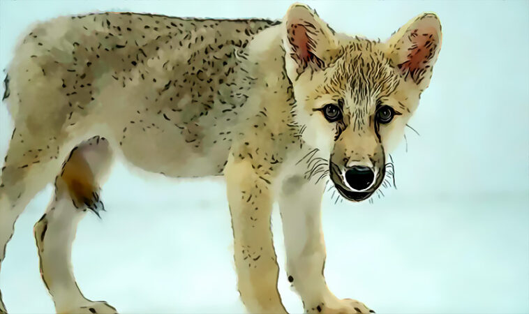 China presenta el primer cachorro de lobo clonado del mundo
